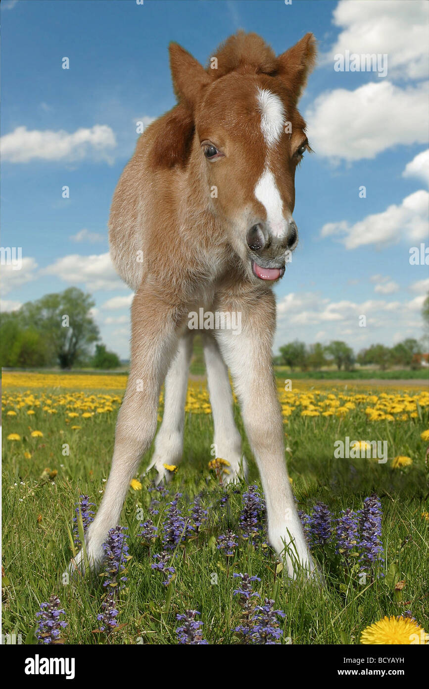 Haflinger horse foal on meadow Stock Photo - Alamy