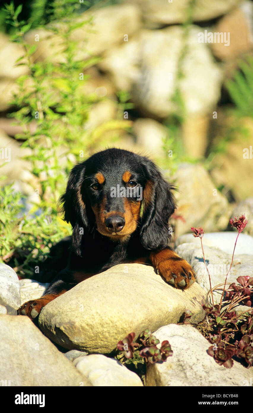 Teckel dachshund hunting hi-res stock photography and images - Alamy