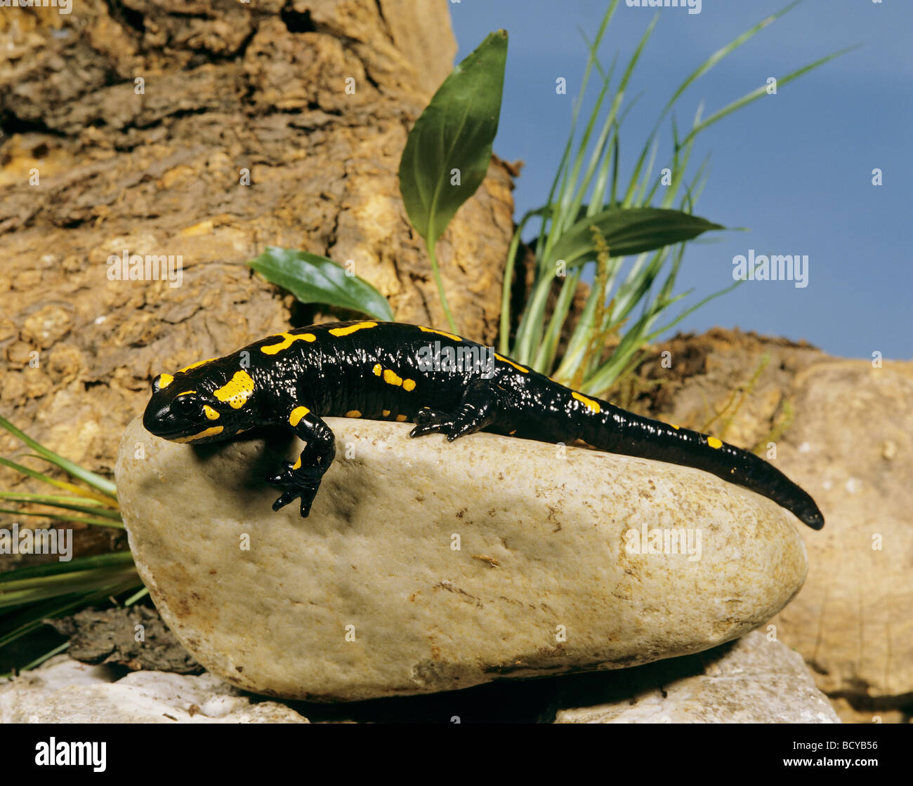 Fire Salamander on stone / Salamandra salamandra Stock Photo - Alamy