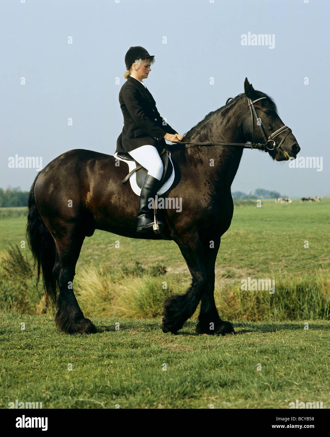 woman riding on Friesian horse Stock Photo - Alamy