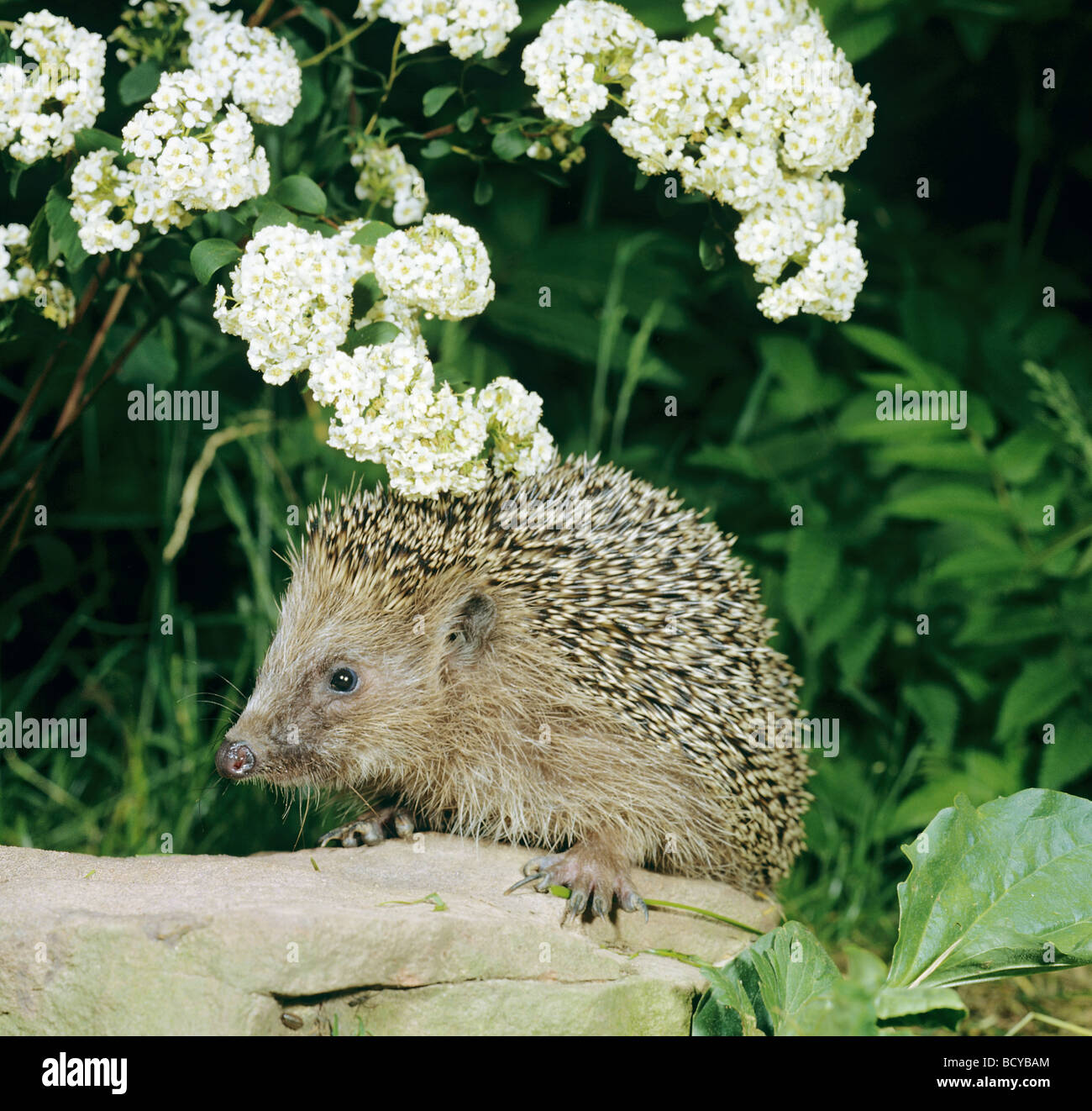 Stone hedgehogs hi-res stock photography and images - Alamy