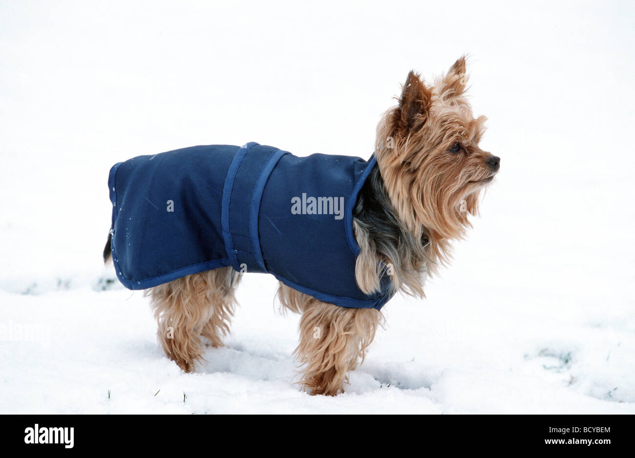 Terriers yorky hi-res stock photography and images - Alamy