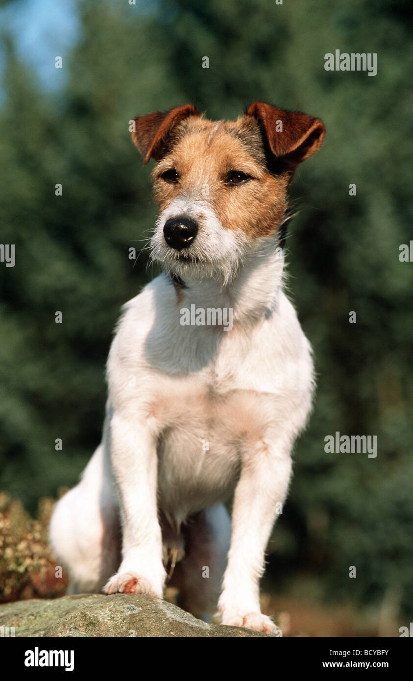 Parson Jack Russell Terrier Stock Photo - Alamy