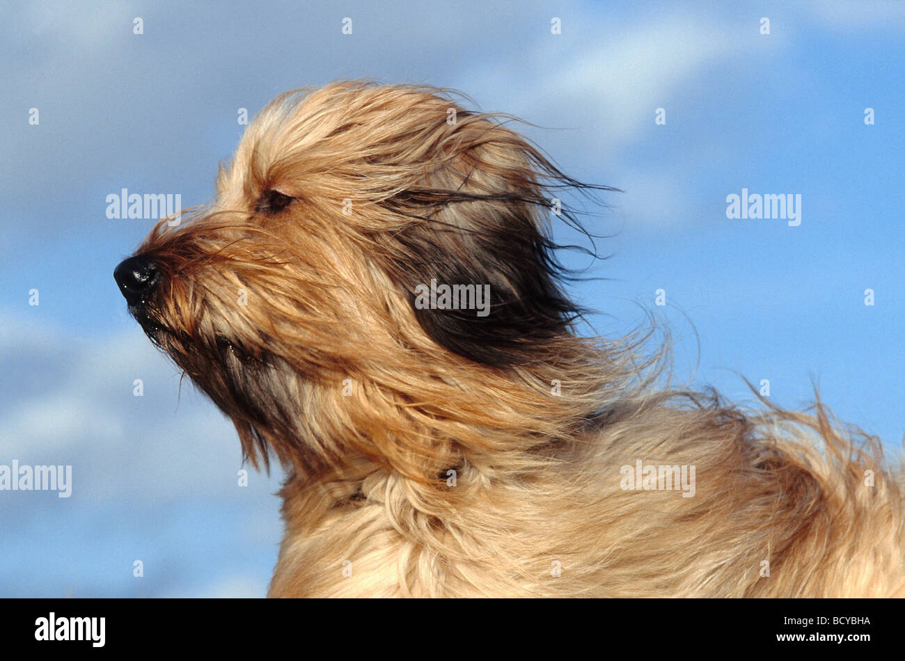 dog in the wind Stock Photo - Alamy