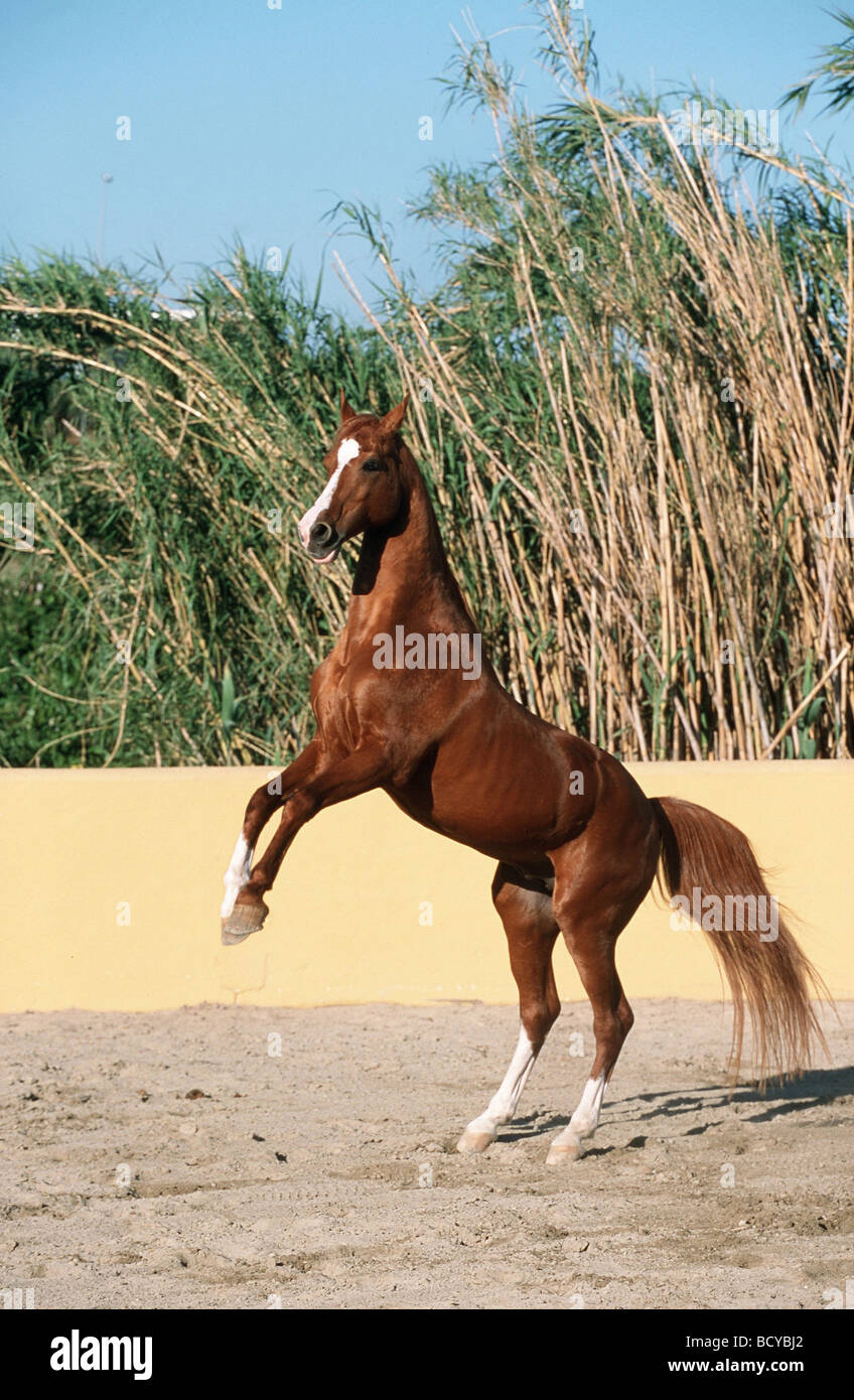 Horse rearing back hi-res stock photography and images - Alamy