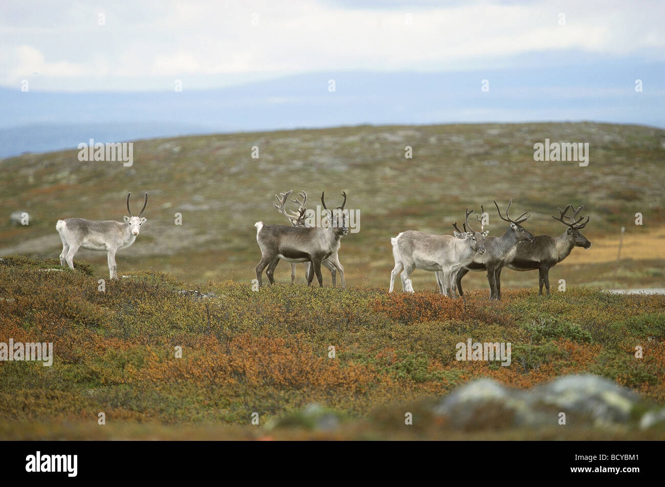 Rangifer tarandus / reindeer Stock Photo - Alamy