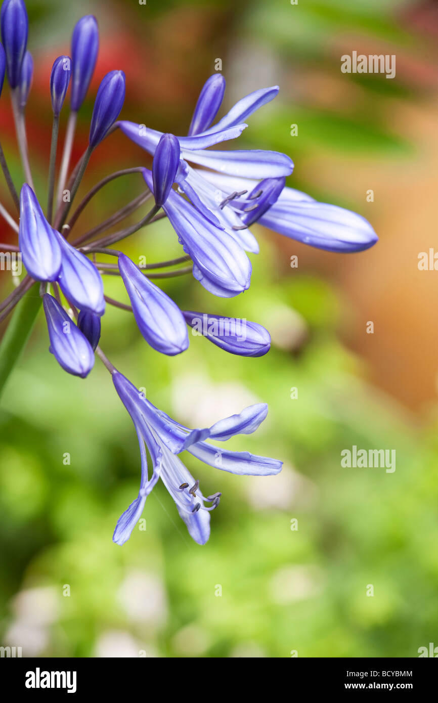 blue flower with closed and open petals Stock Photo - Alamy