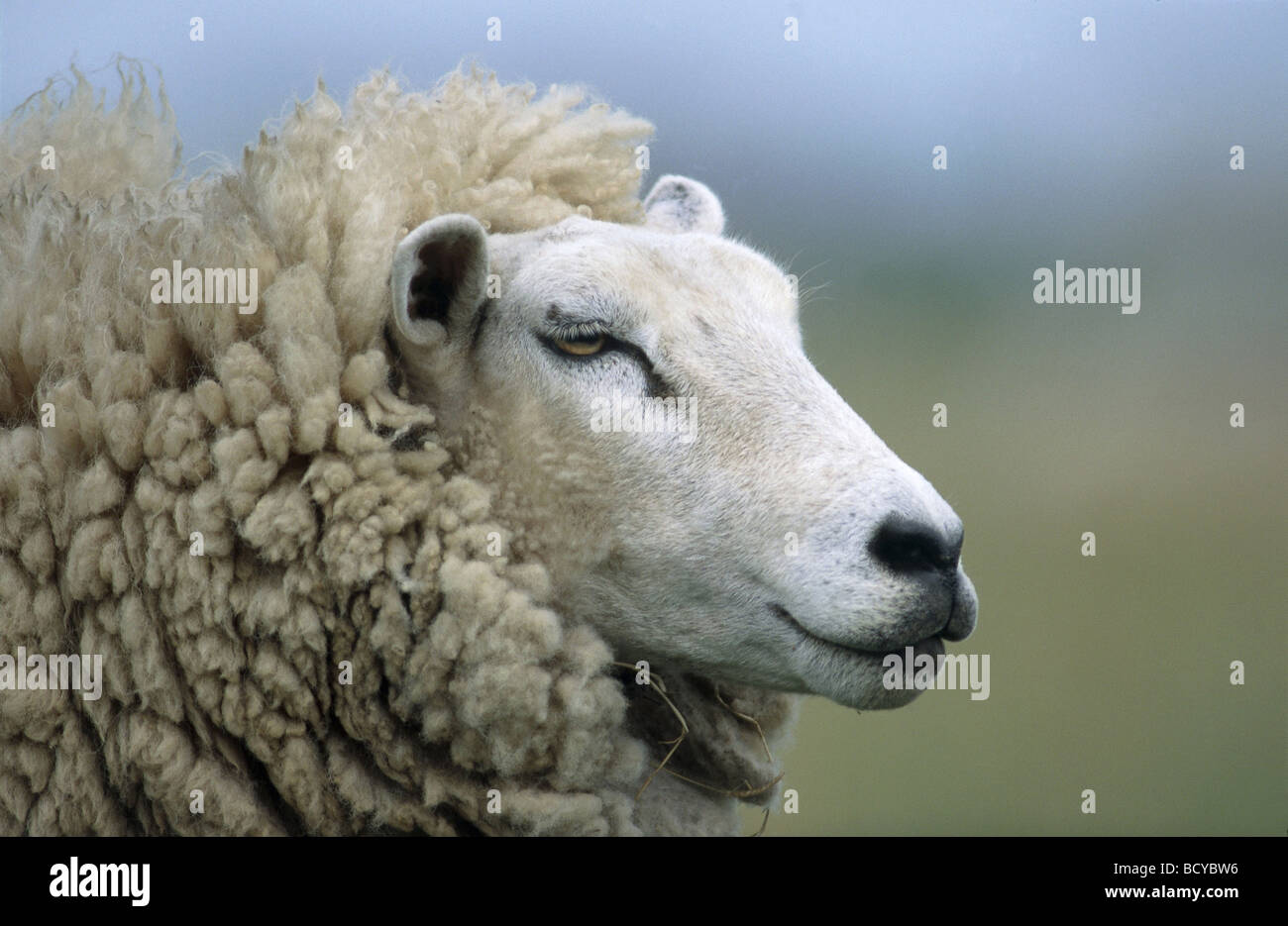 Snapshot portraits hi-res stock photography and images - Alamy