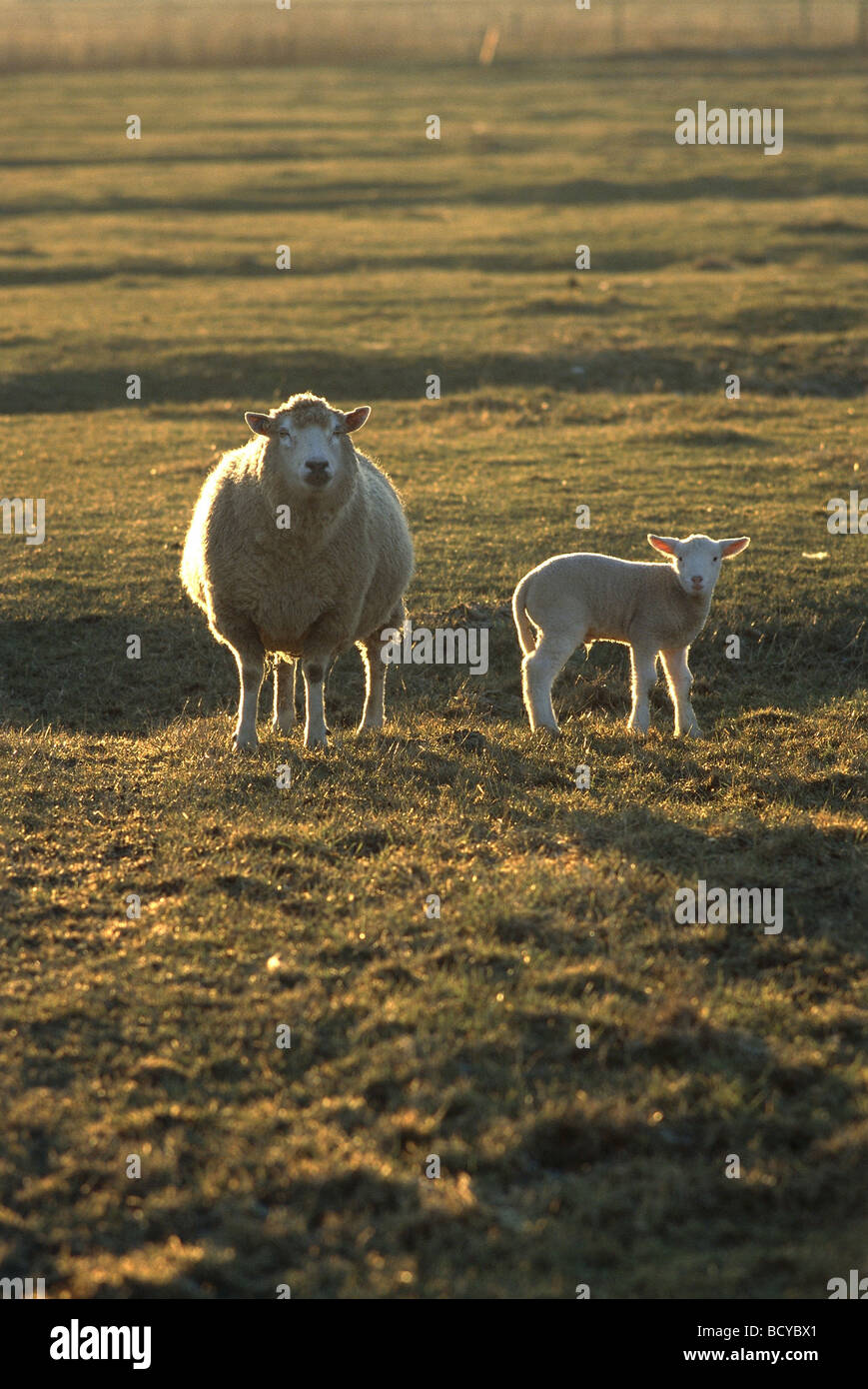 Ovis ammon aries / domestic sheep Stock Photo - Alamy