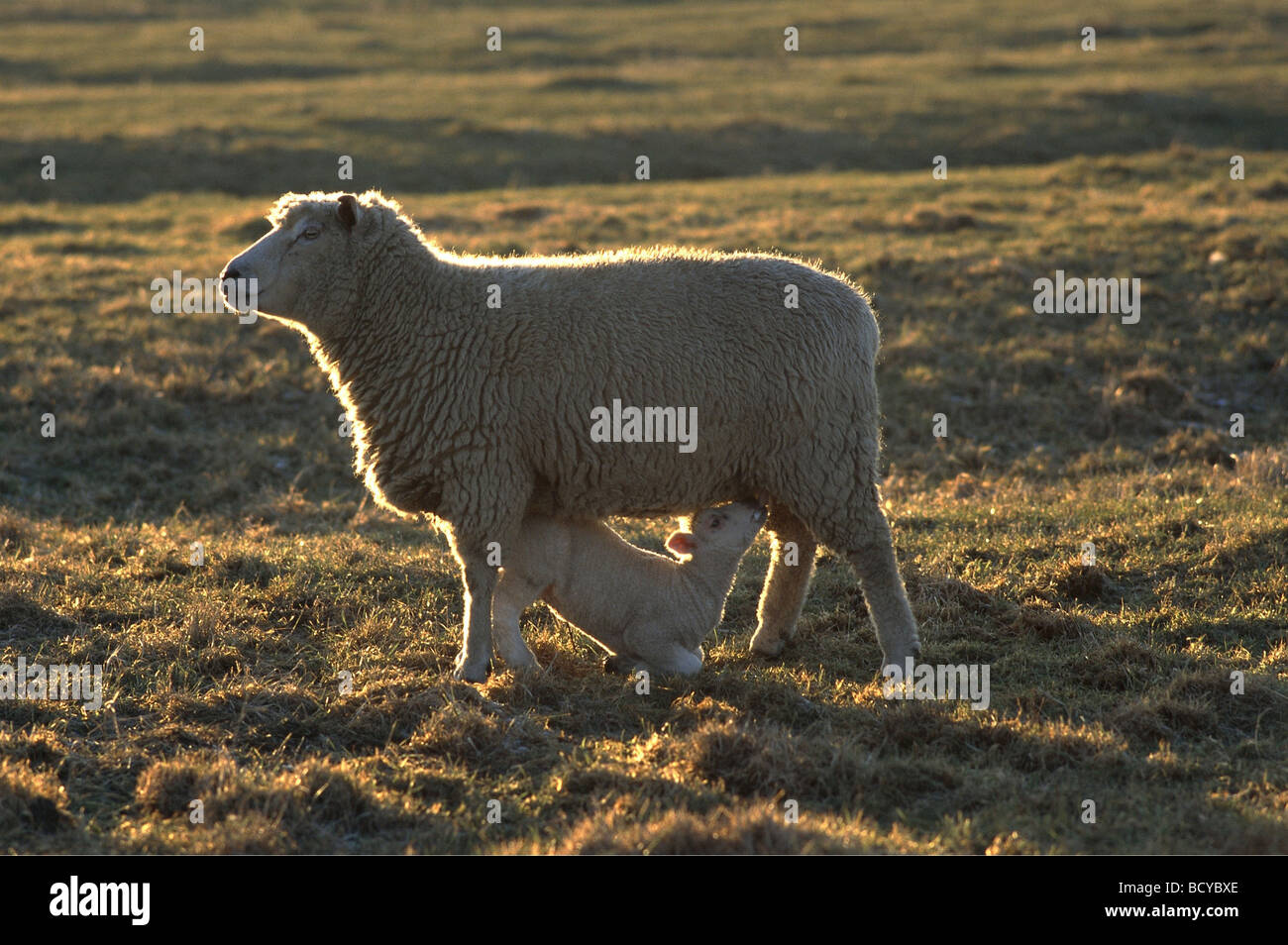 Ovis ammon aries / domestic sheep Stock Photo - Alamy