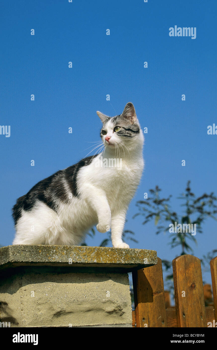 domestic cat - standing Stock Photo - Alamy