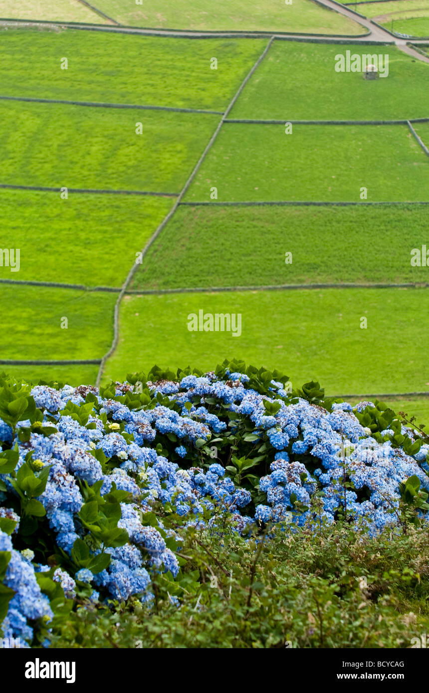 Agriculture in the azores hi-res stock photography and images - Alamy