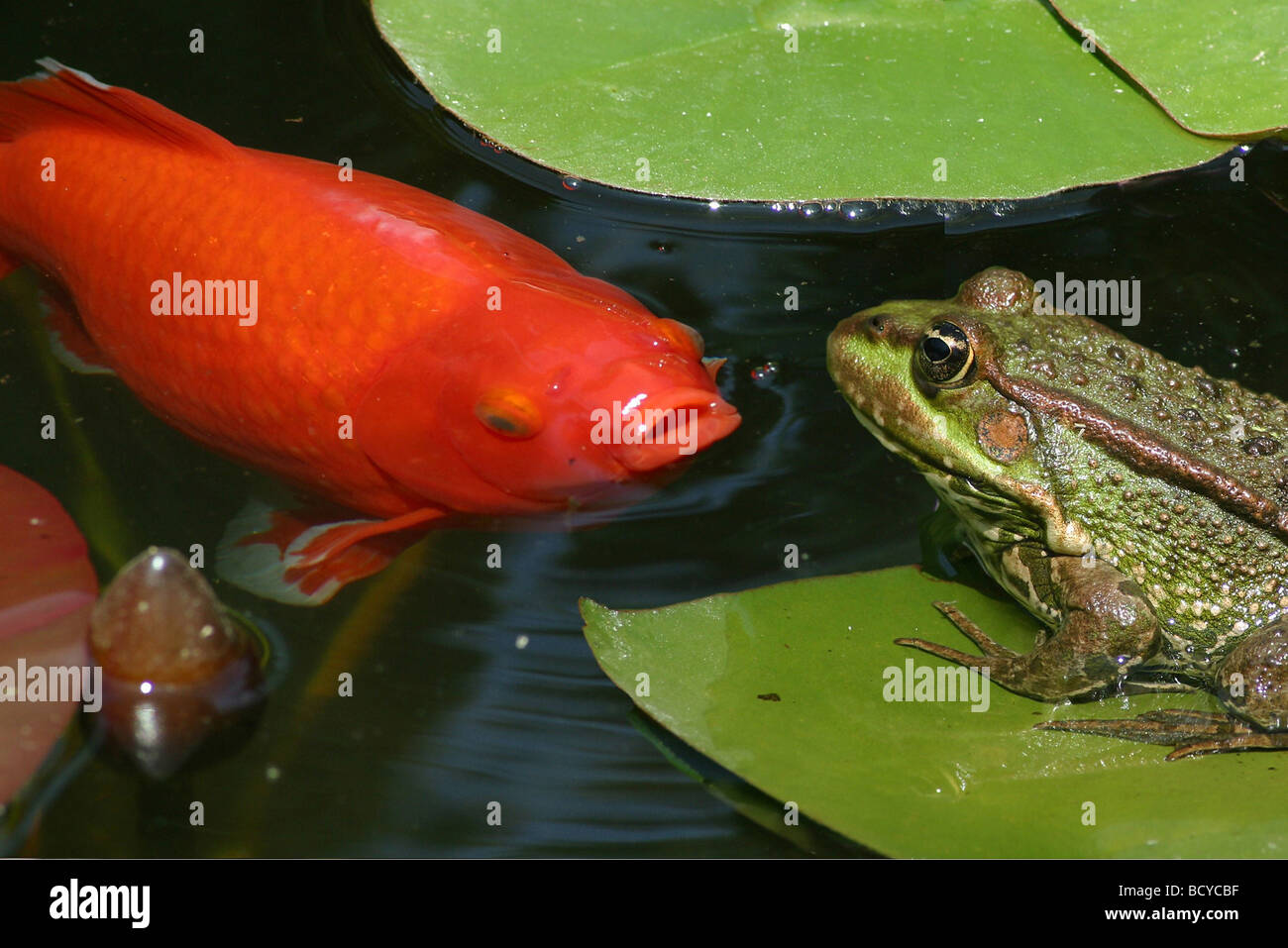 Goldfish and frog talking to each other Digital Composing Stock Photo ...