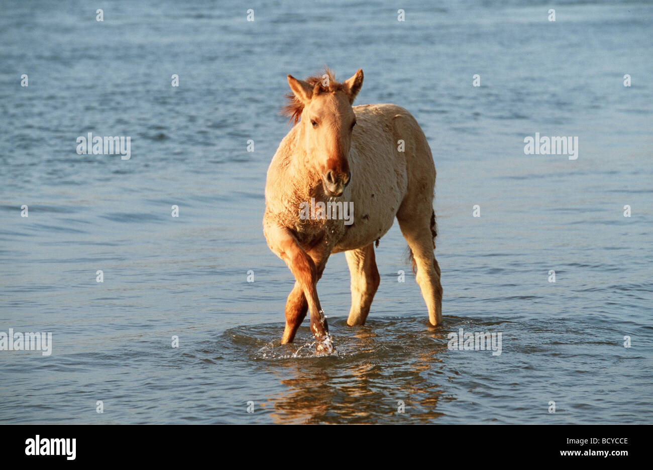 Konic pony hi-res stock photography and images - Alamy