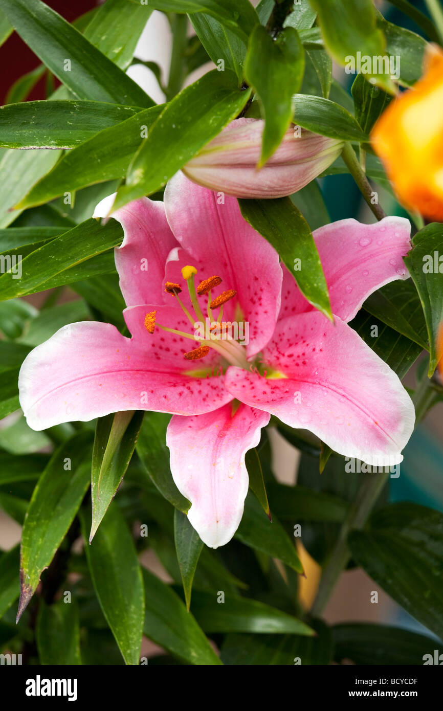 Pink flower with orange stamen hi-res stock photography and images - Alamy