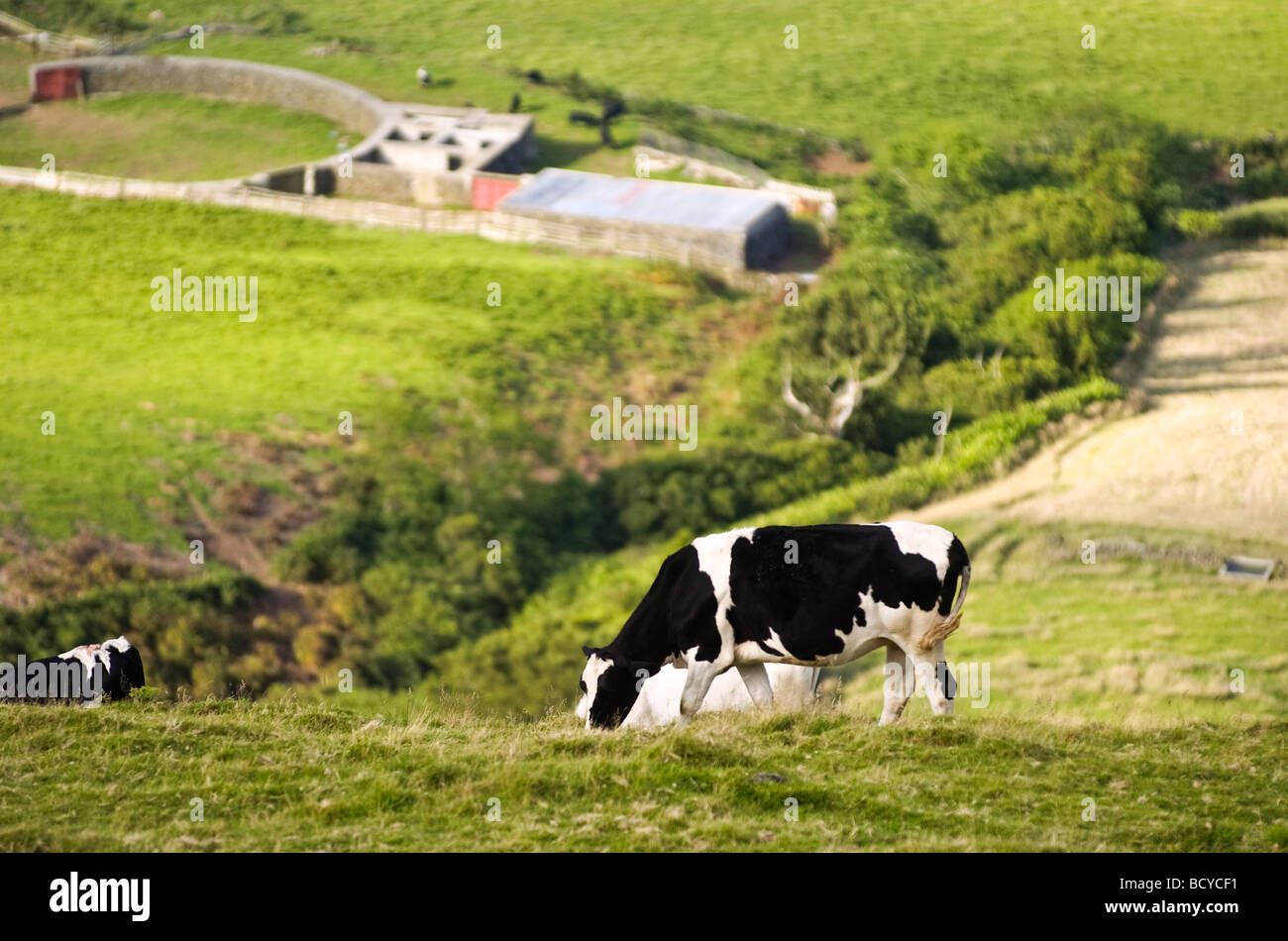 Farm fields in the Terceira island in Azores Stock Photo - Alamy