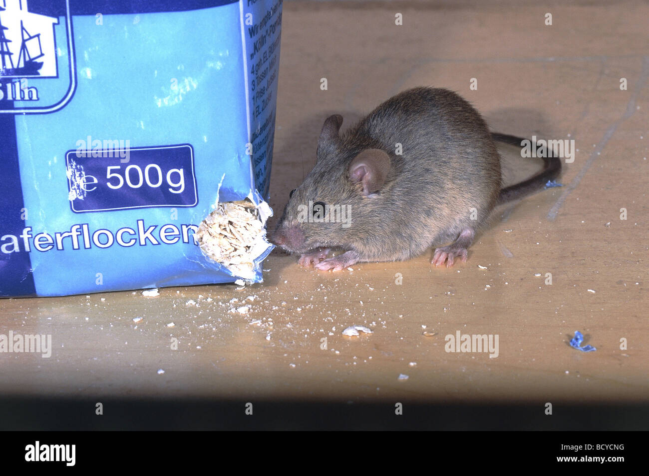 Wild mus musculus hi-res stock photography and images - Alamy