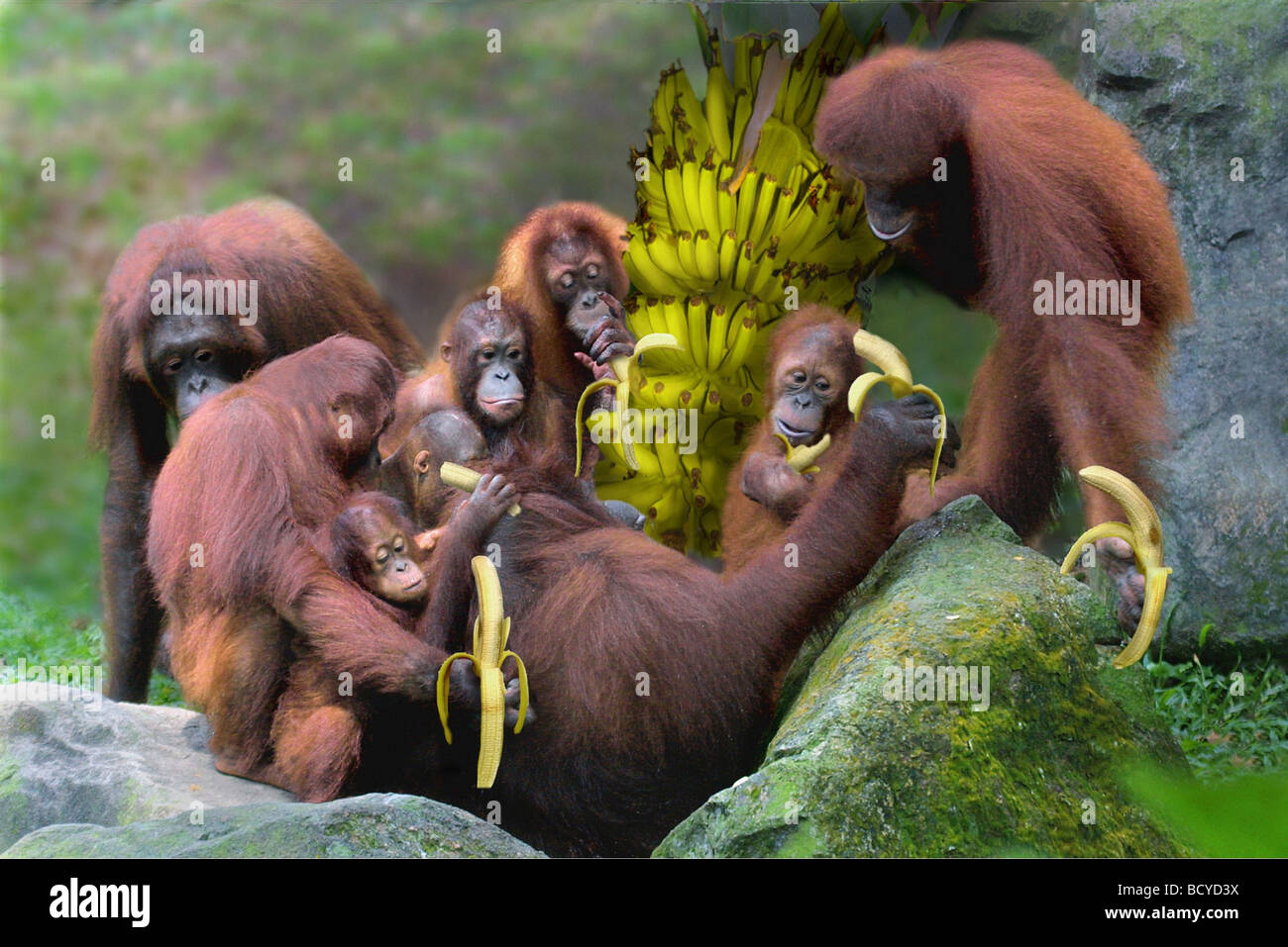 Orangutan Eating Banana