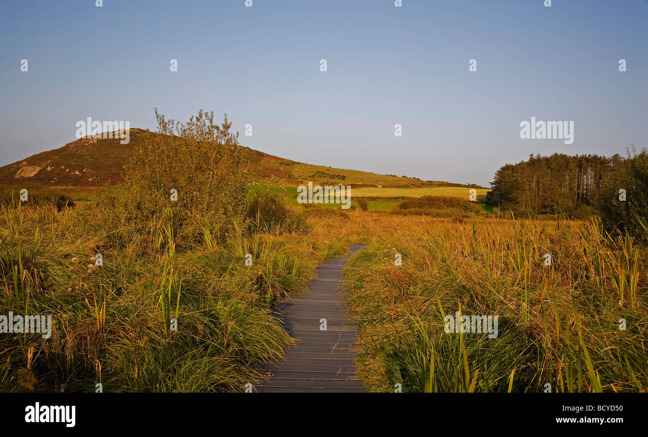 Walkway on the Preserved and Managed Bog, Fenor, County Waterford ...