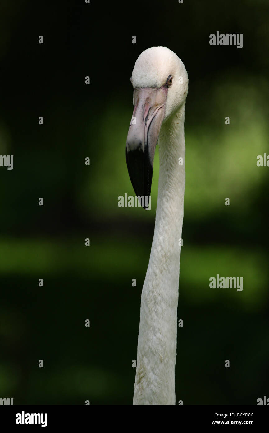 Portrait of Greater Flamingo, focused on an eye and beak Stock Photo ...