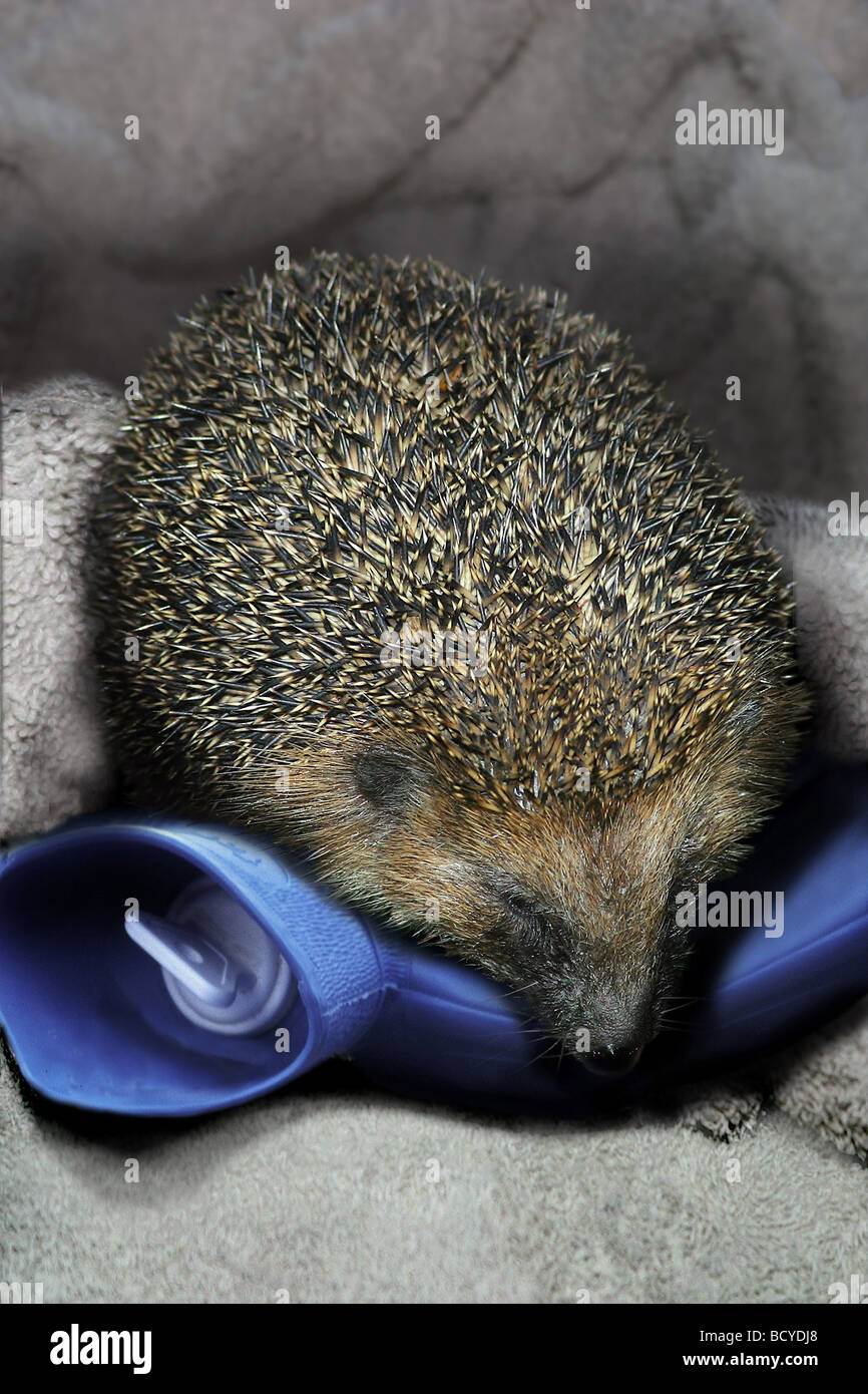 Common Hedgehog (Erinaceus europaeus). A sick hedgehog is warmed with a ...