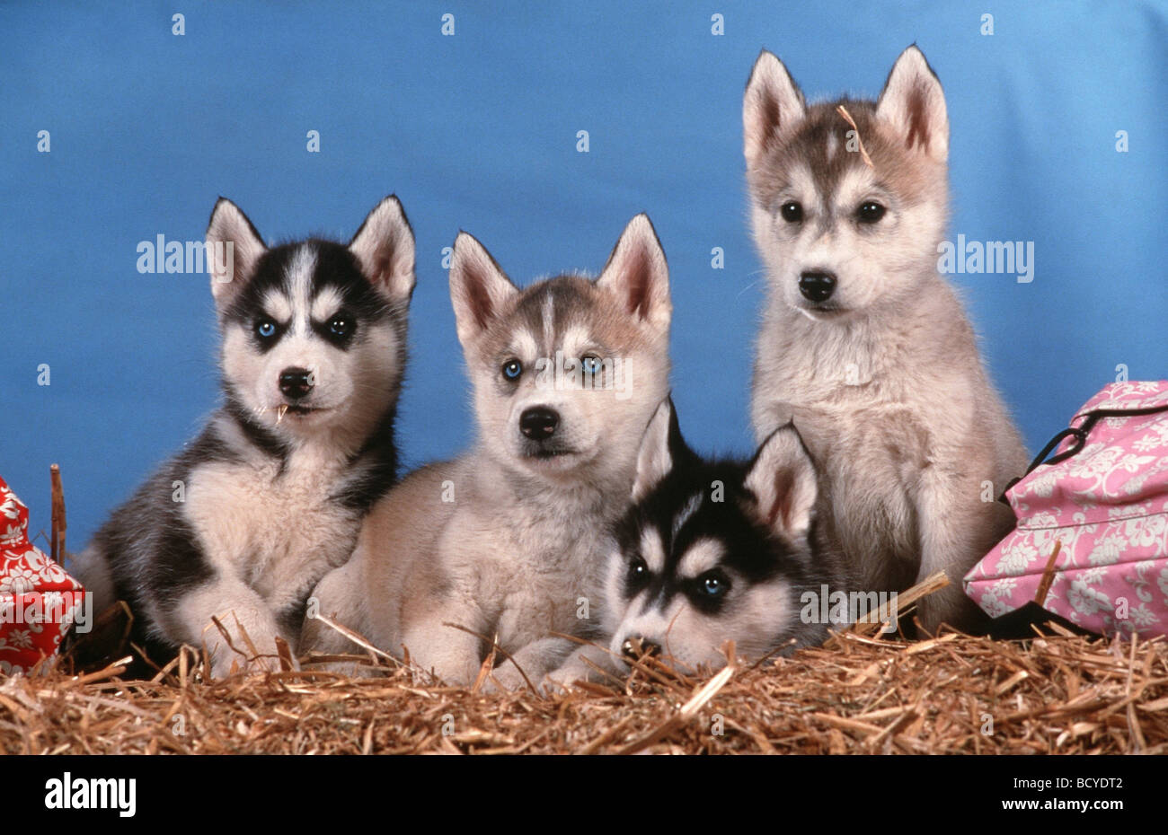 Siberian Husky. Four puppies on straw Stock Photo - Alamy