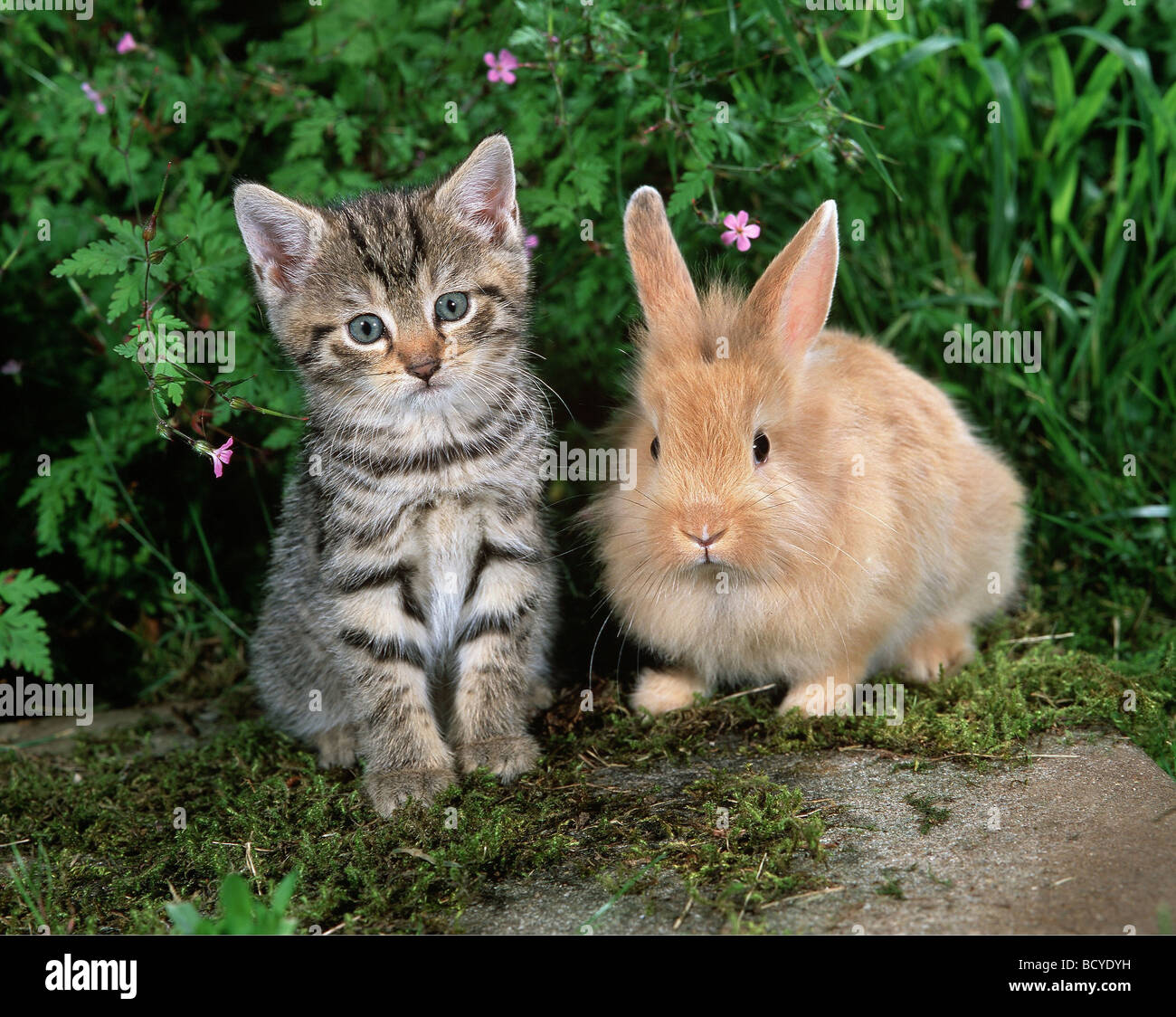Domestic cat. Tabby ktten sitting next to Lionhead Rabbit in a garden ...