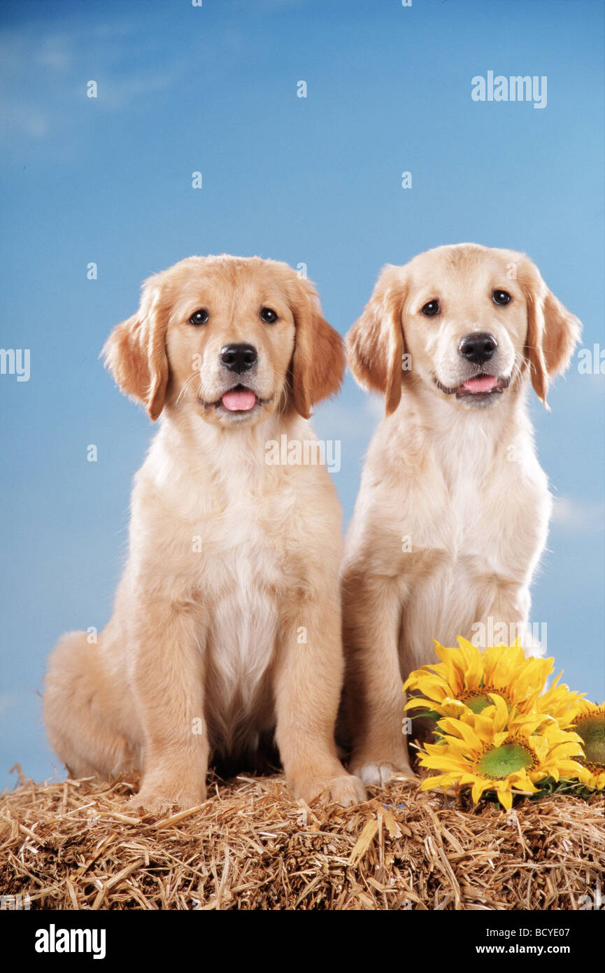 two dog puppys Stock Photo - Alamy