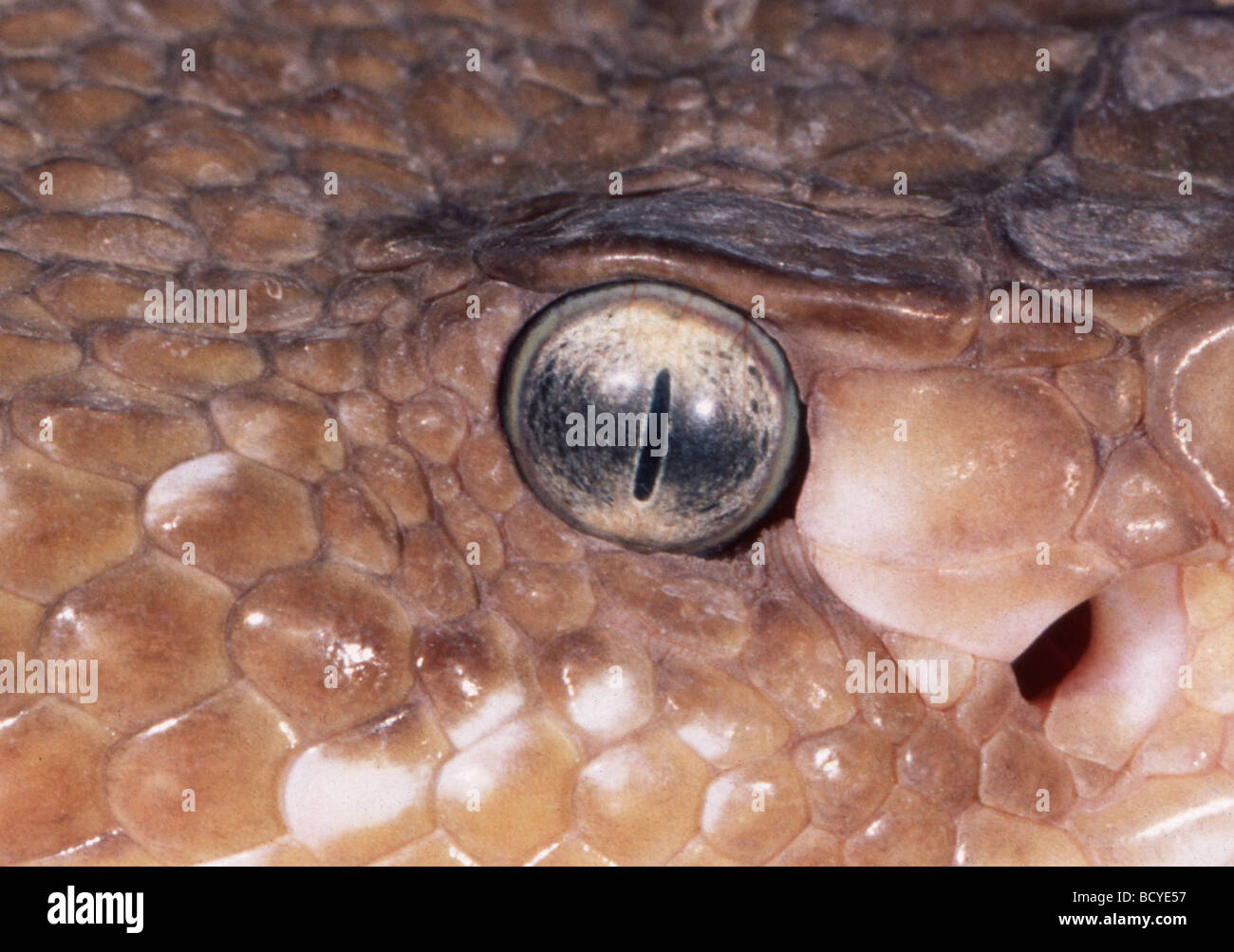 eye of a snake Stock Photo - Alamy