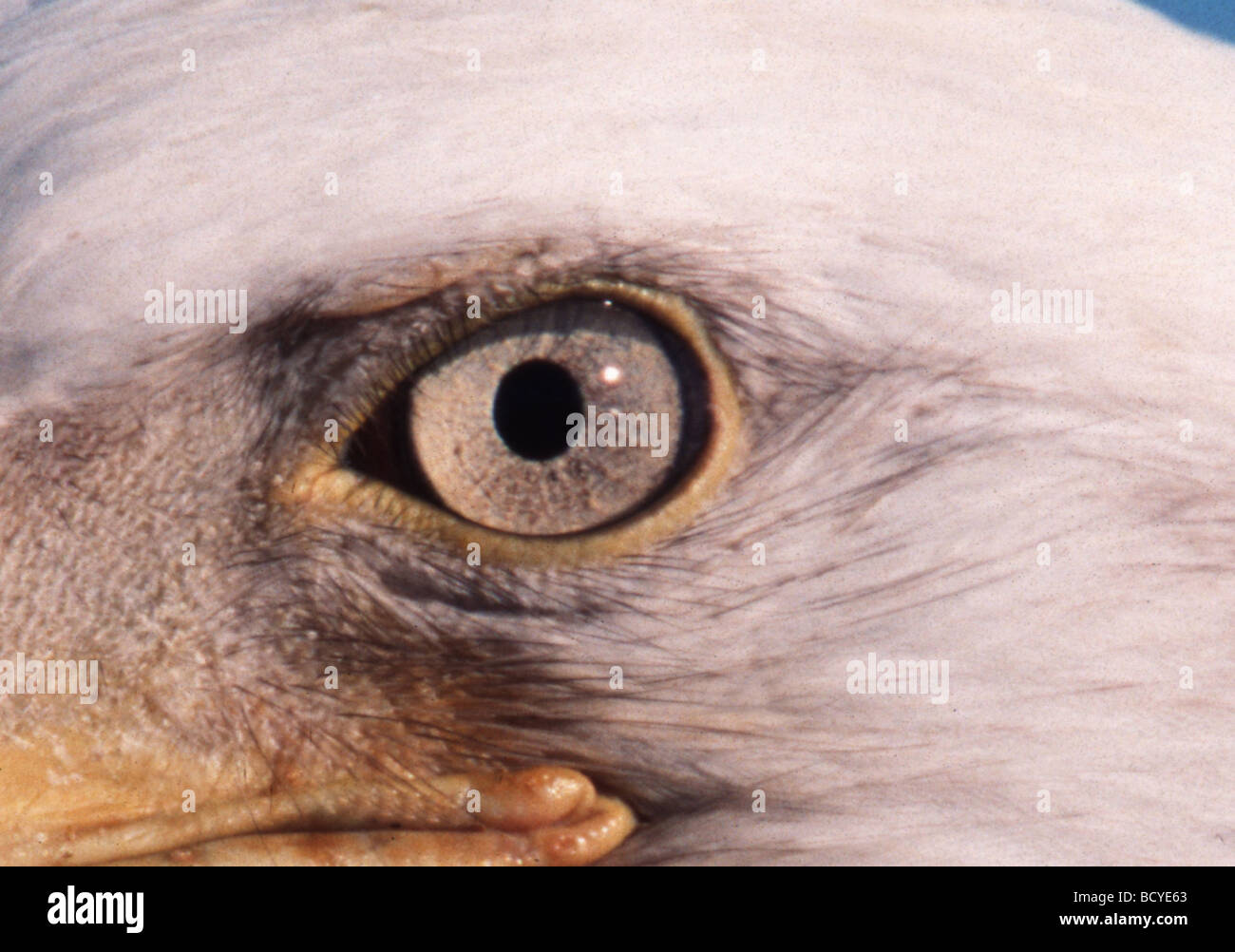 eye of an eagle Stock Photo - Alamy