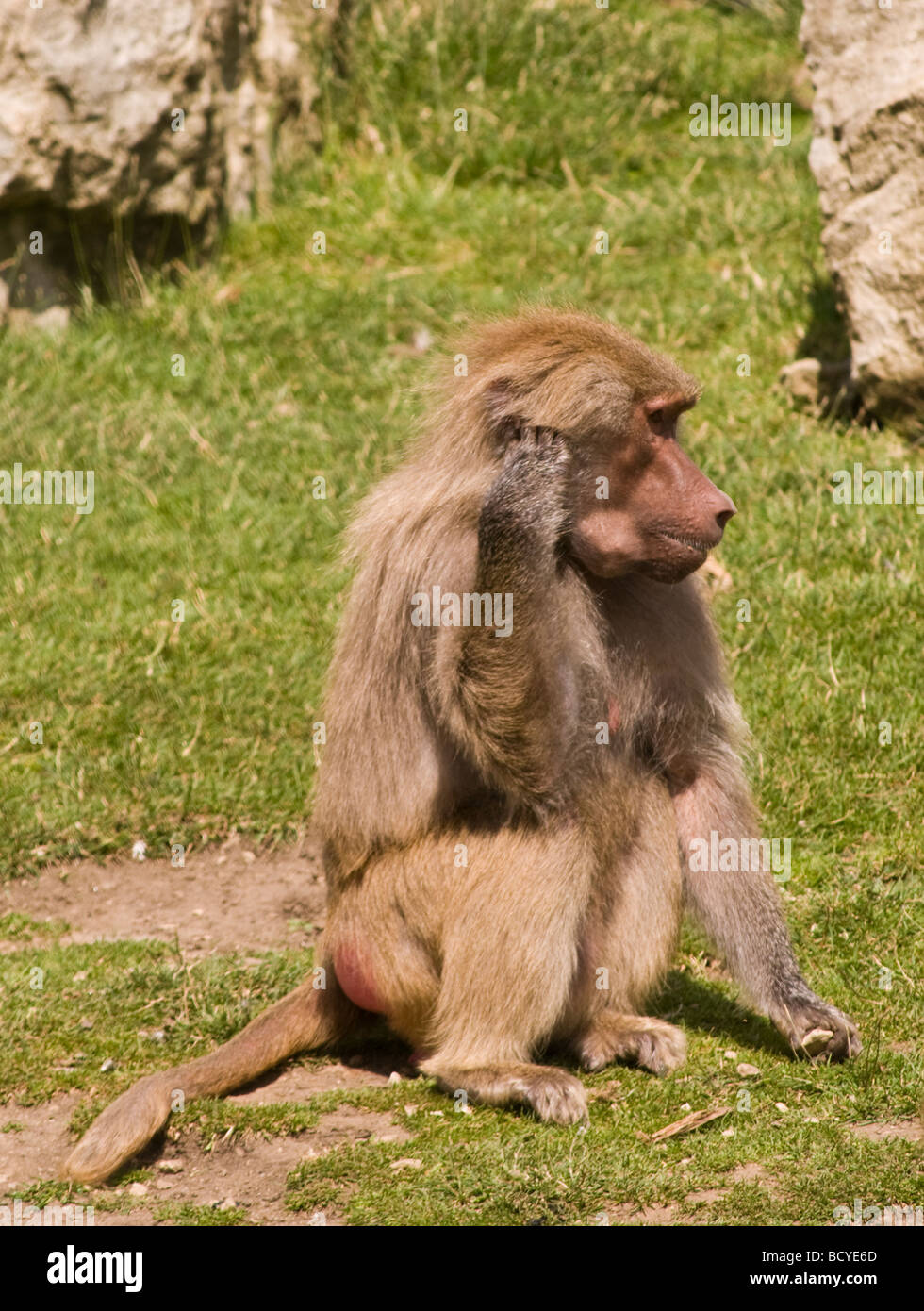 Somalia eco hi-res stock photography and images - Alamy