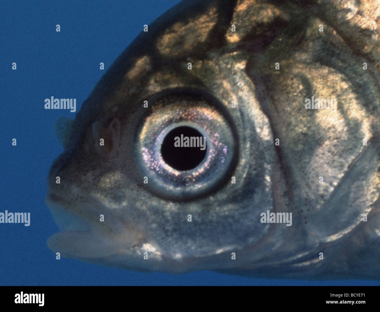 crucian carp eye Stock Photo - Alamy