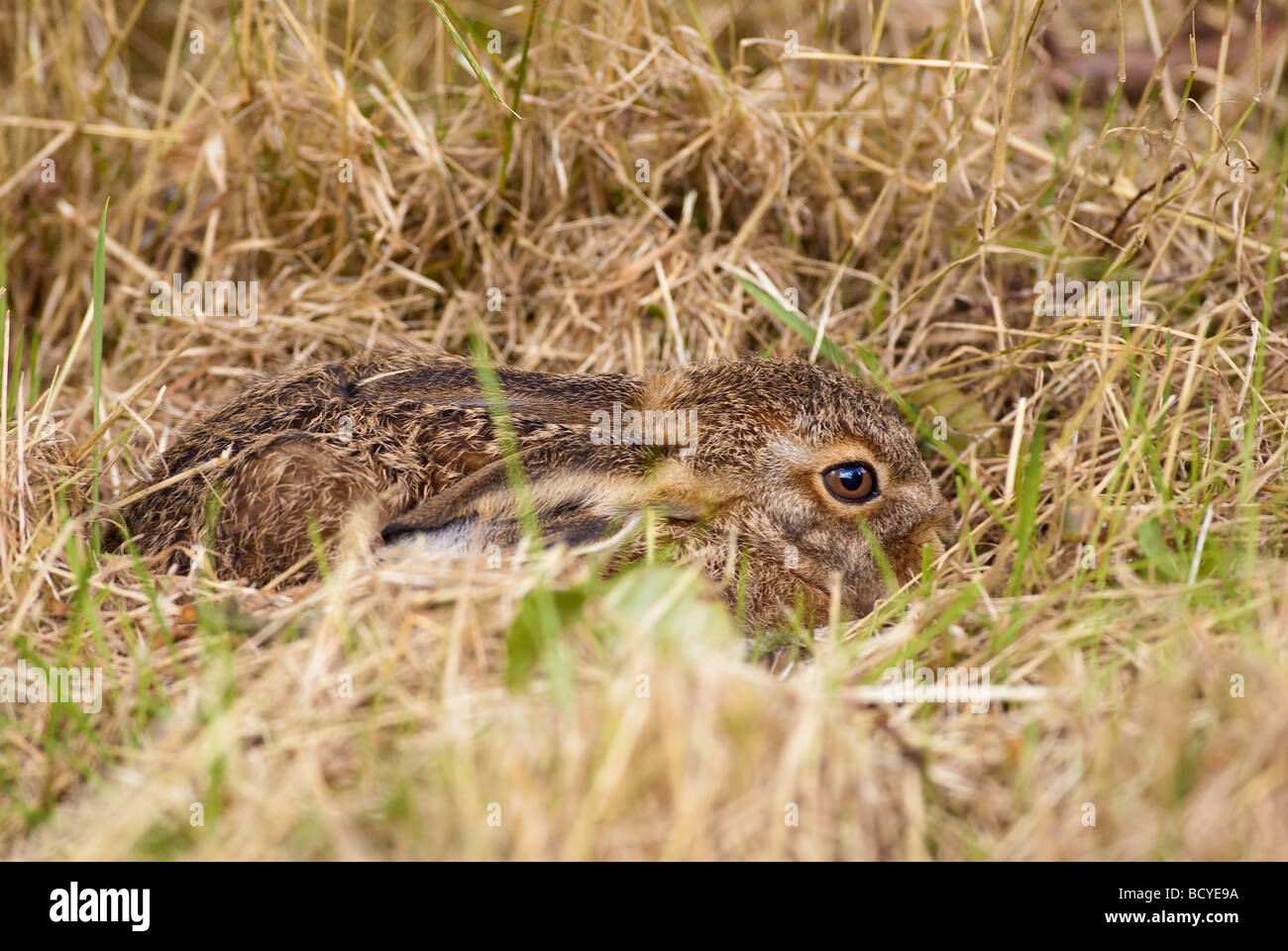 Brown Hare (Leveret) in its form Stock Photo - Alamy