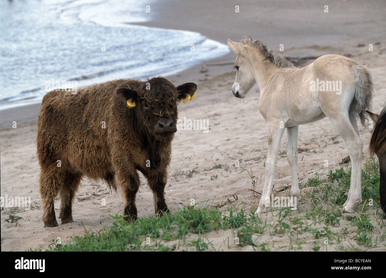Konic horses hi-res stock photography and images - Alamy
