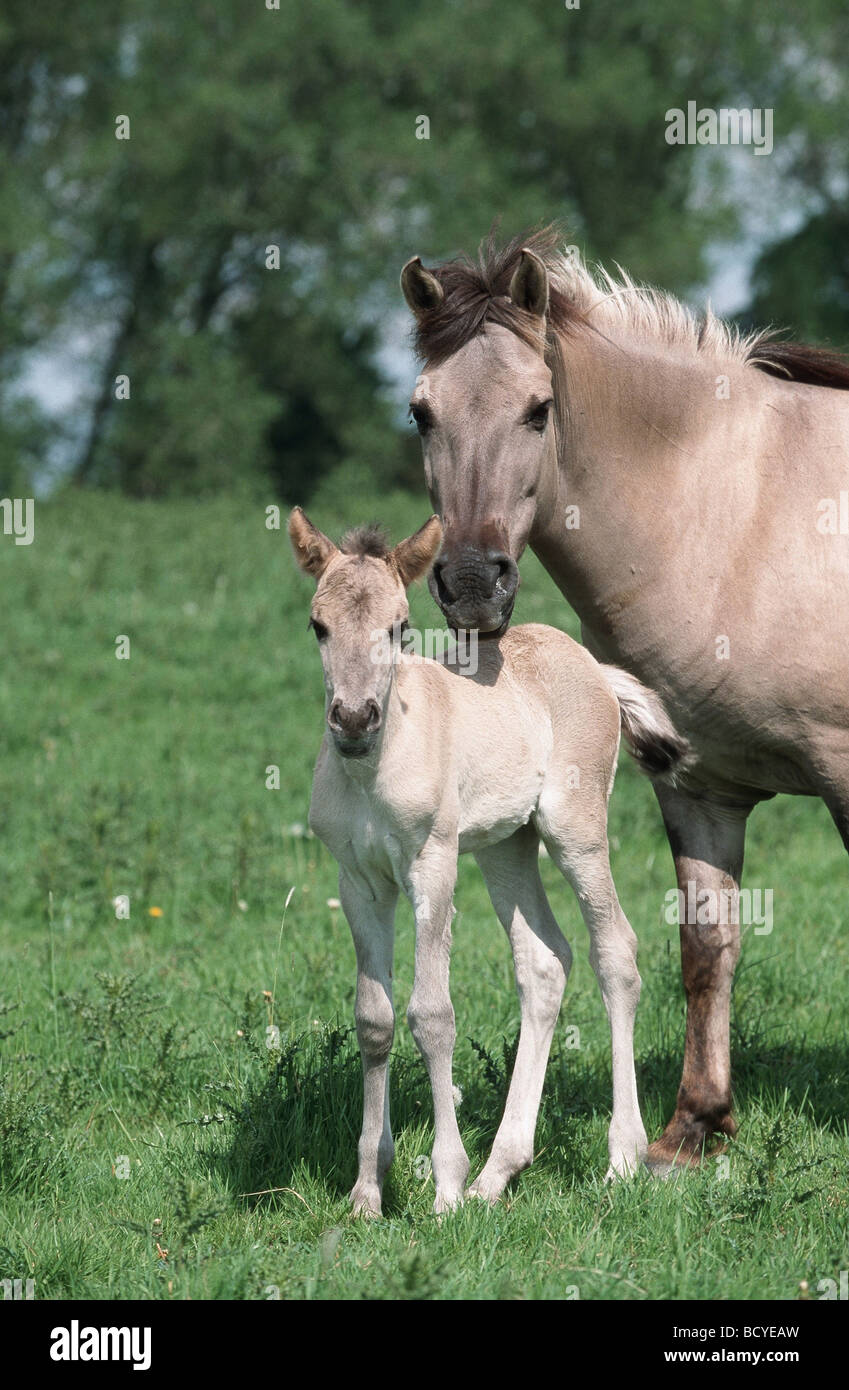 Konic Pony High Resolution Stock Photography and Images - Alamy
