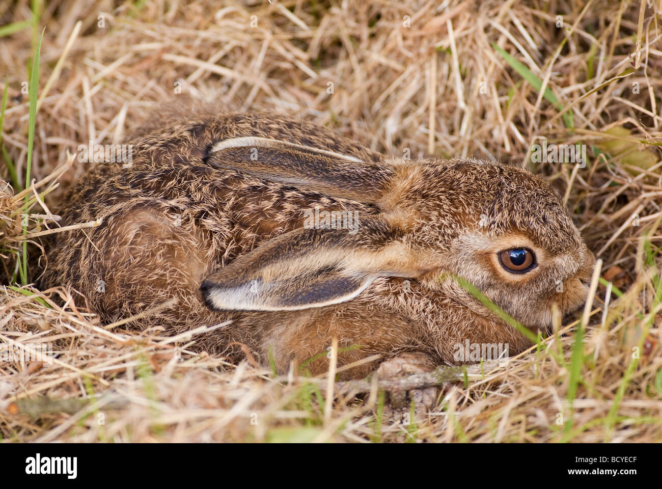 Brown Hare (Leveret) in its form Stock Photo - Alamy