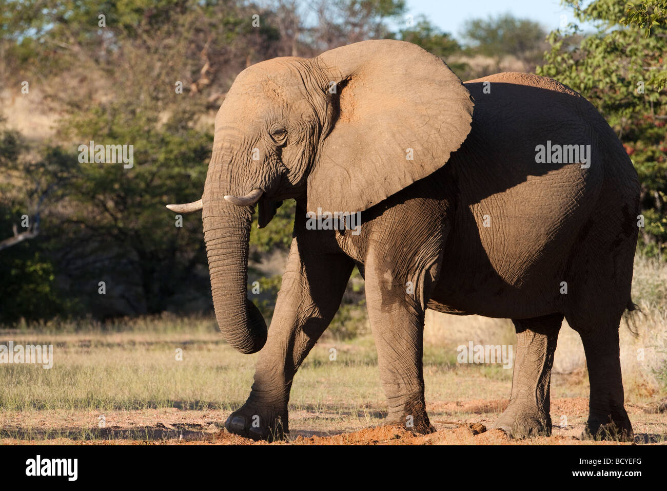 African desert elephant hi-res stock photography and images - Alamy