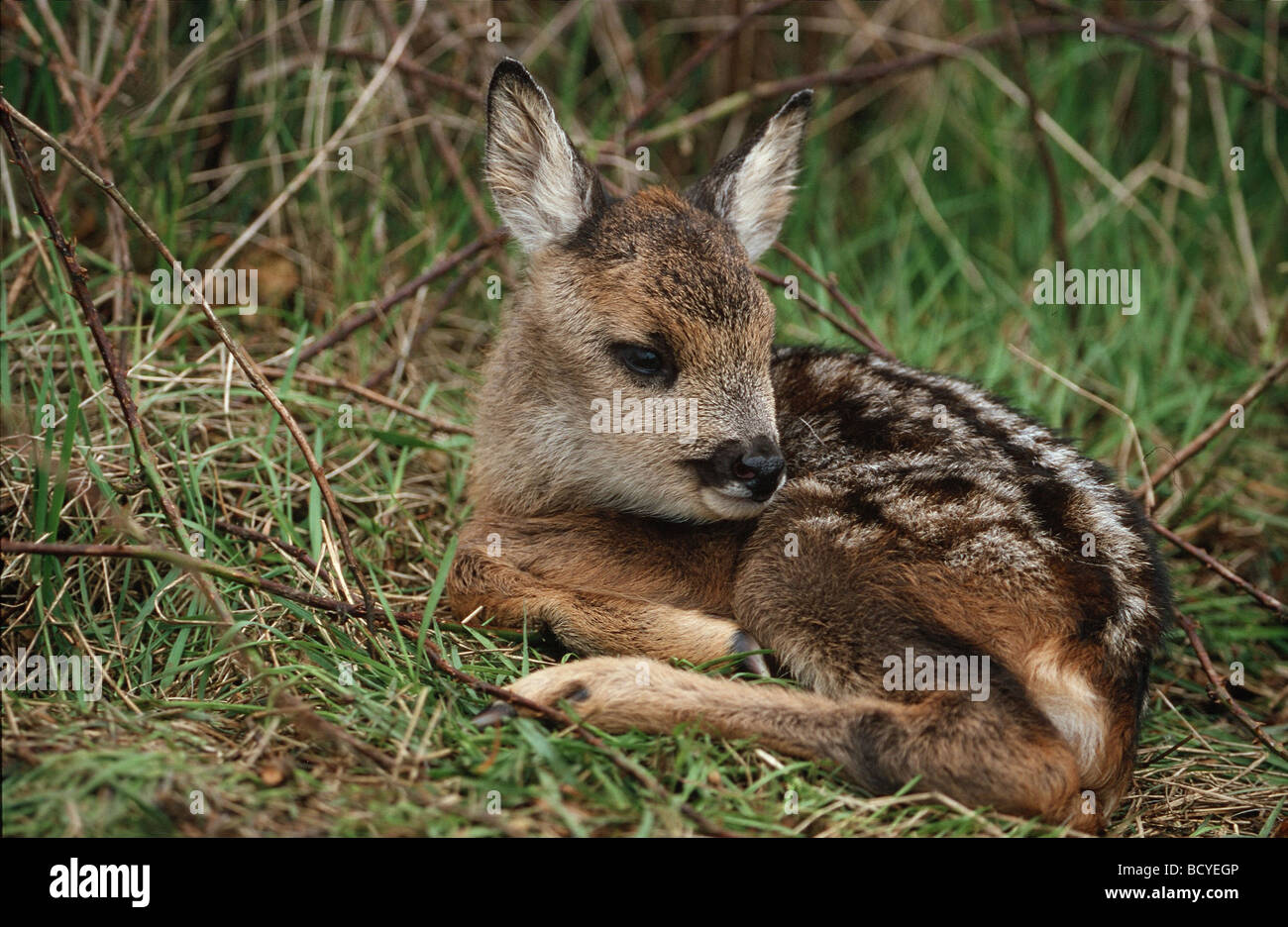Deers den hi-res stock photography and images - Alamy