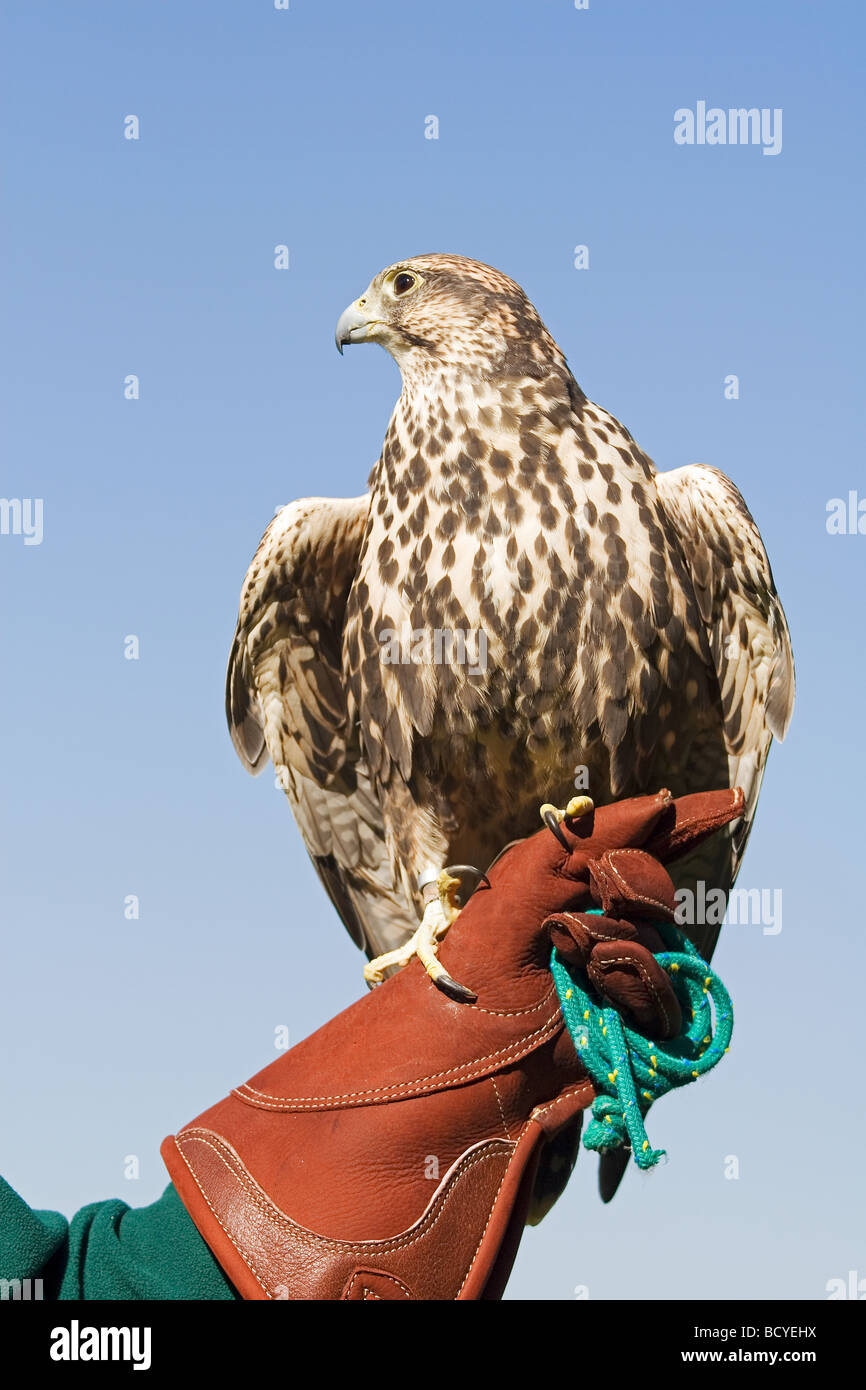 Gyrfalcon on the hand of a falconer / Falco rusticolus Stock Photo - Alamy