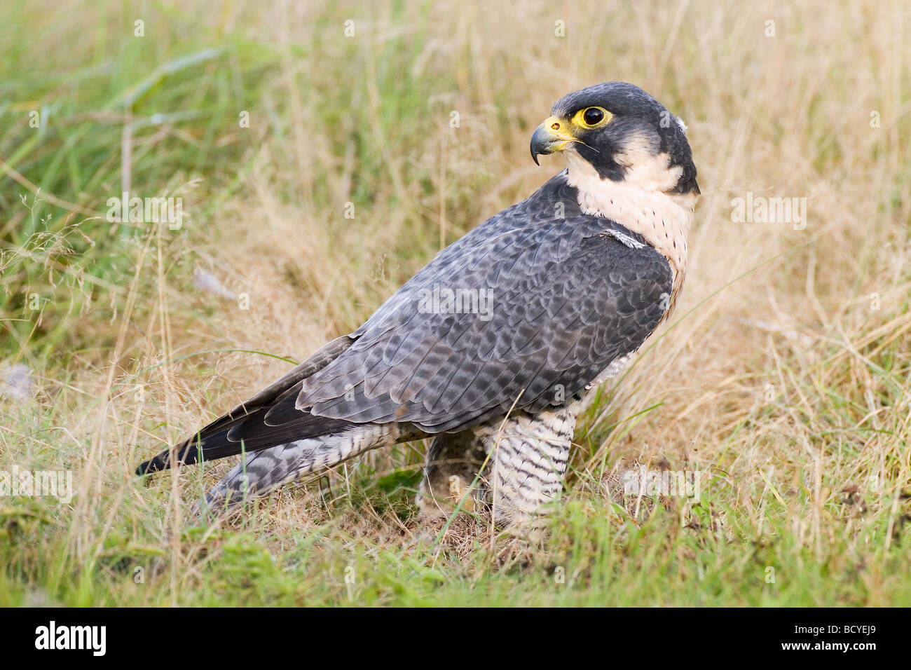 Peregrine falcon - standing in high grass / Falco peregrinus Stock ...