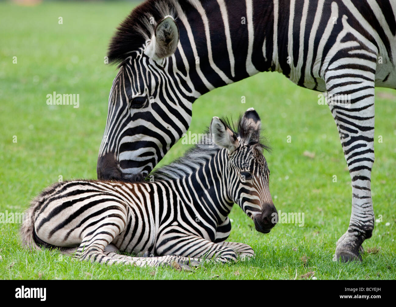 A Zebra foal and it's mother Stock Photo - Alamy