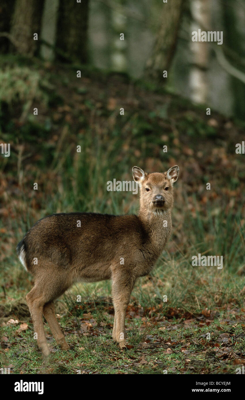 Deer and cows hi-res stock photography and images - Alamy