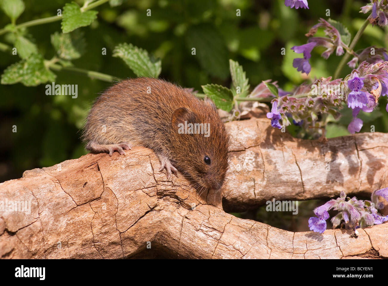 Field Vole (Microtus agrestis Stock Photo - Alamy