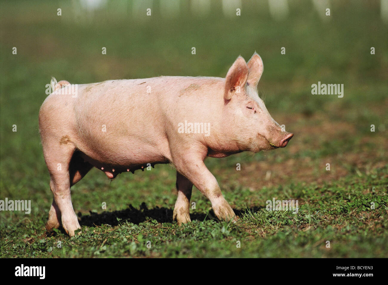 Pig pastures hi-res stock photography and images - Alamy
