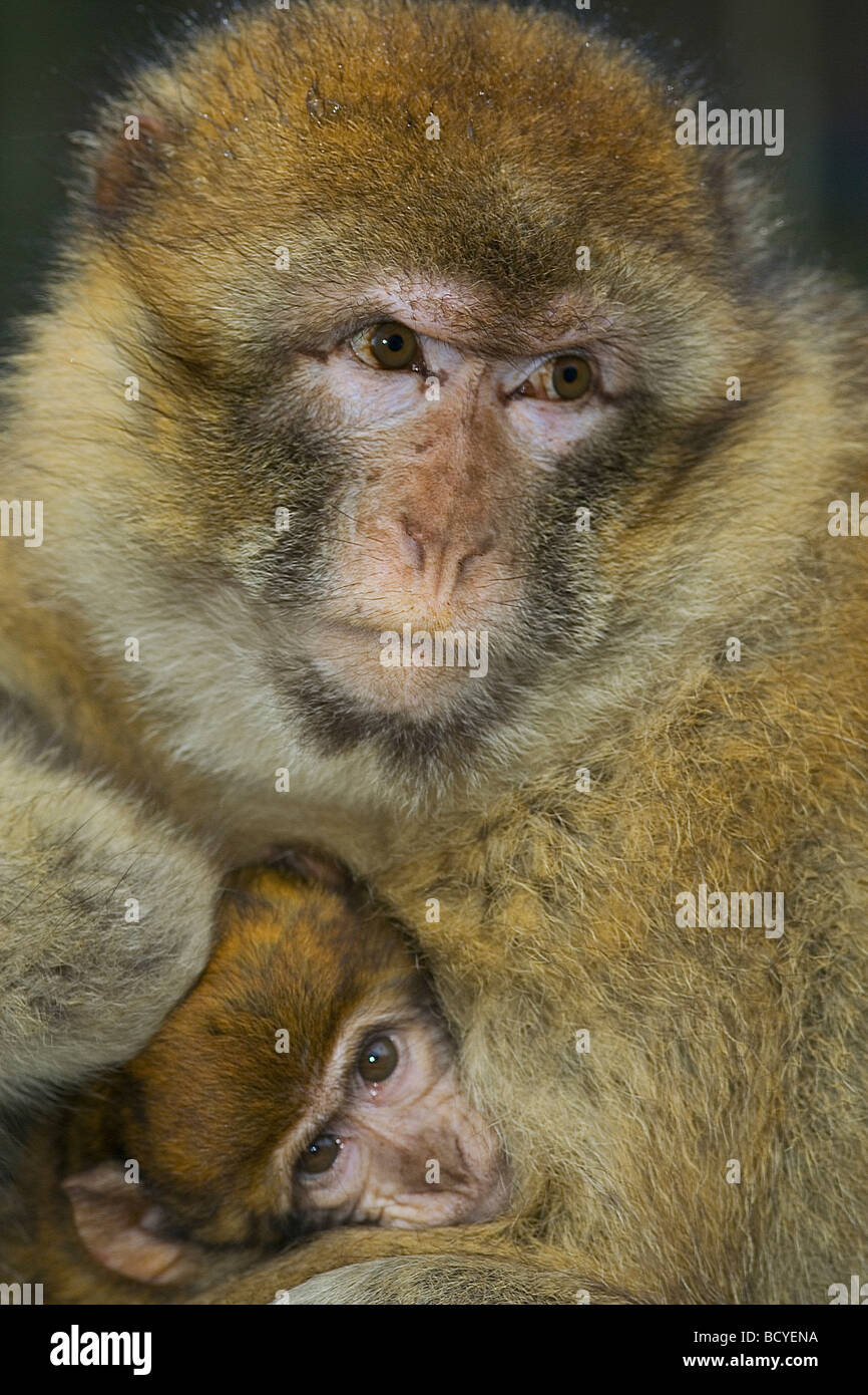 Barbary Macaque - cub with mother / Macaca sylvanus Stock Photo - Alamy