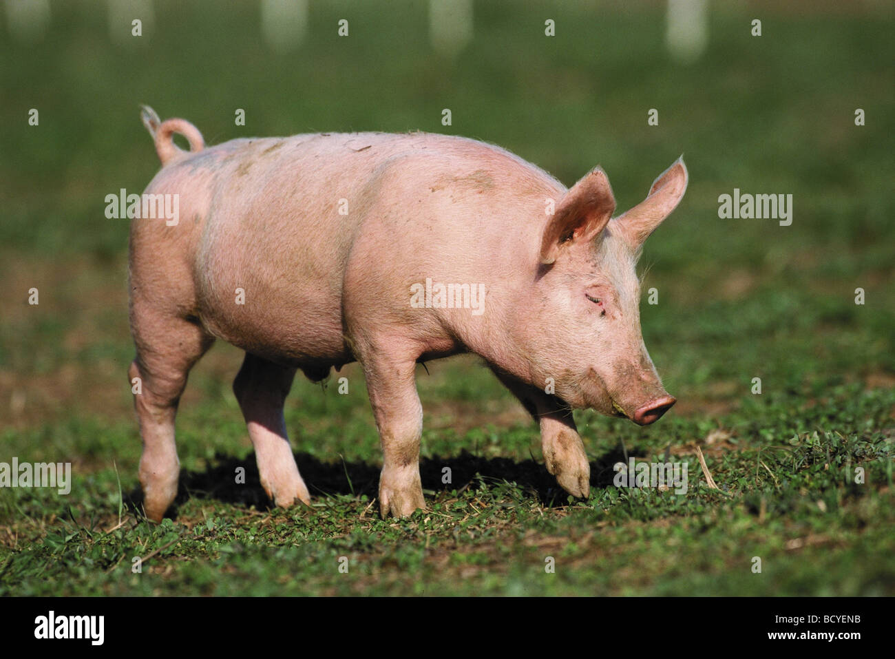 Razorback pigs hi-res stock photography and images - Alamy