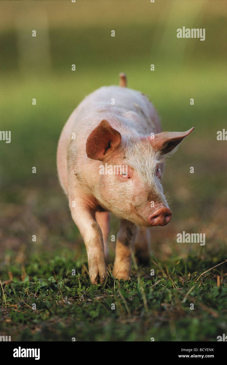 Razorback Pigs High Resolution Stock Photography and Images - Alamy