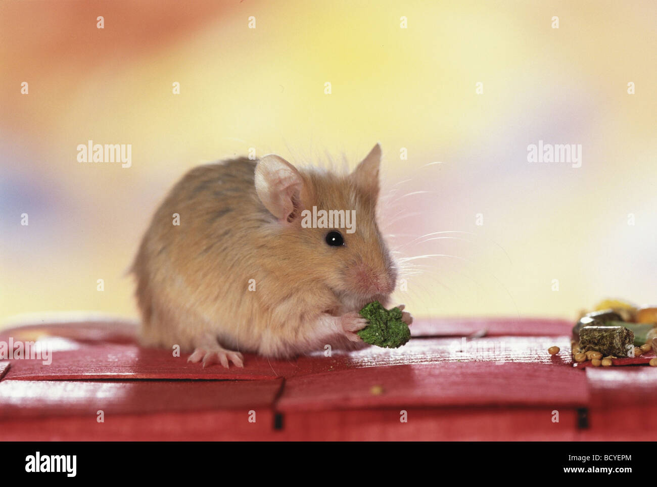 Fancy Mouse. Adult eating Stock Photo - Alamy