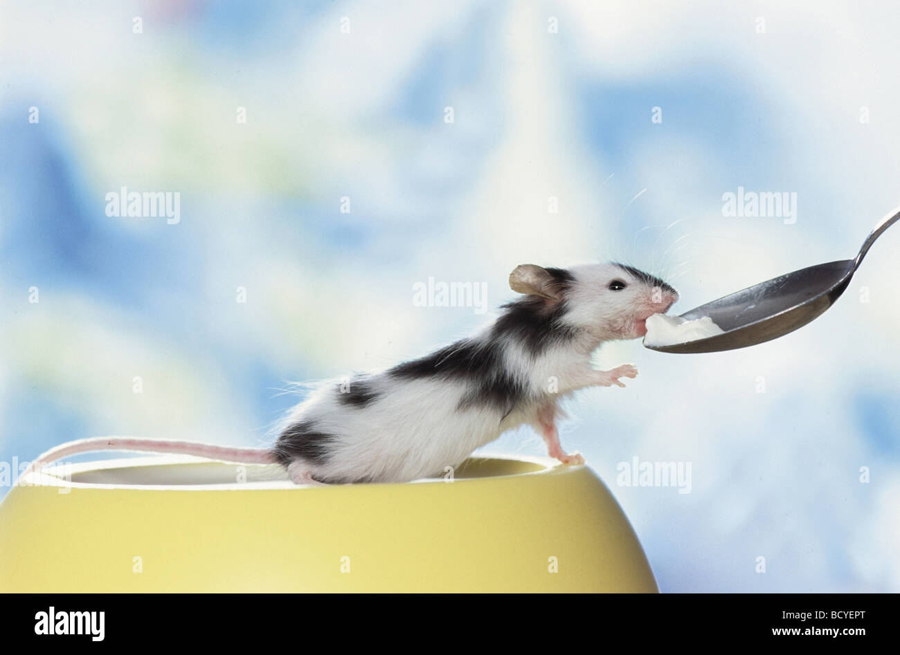 Mouse nibble hi-res stock photography and images - Alamy