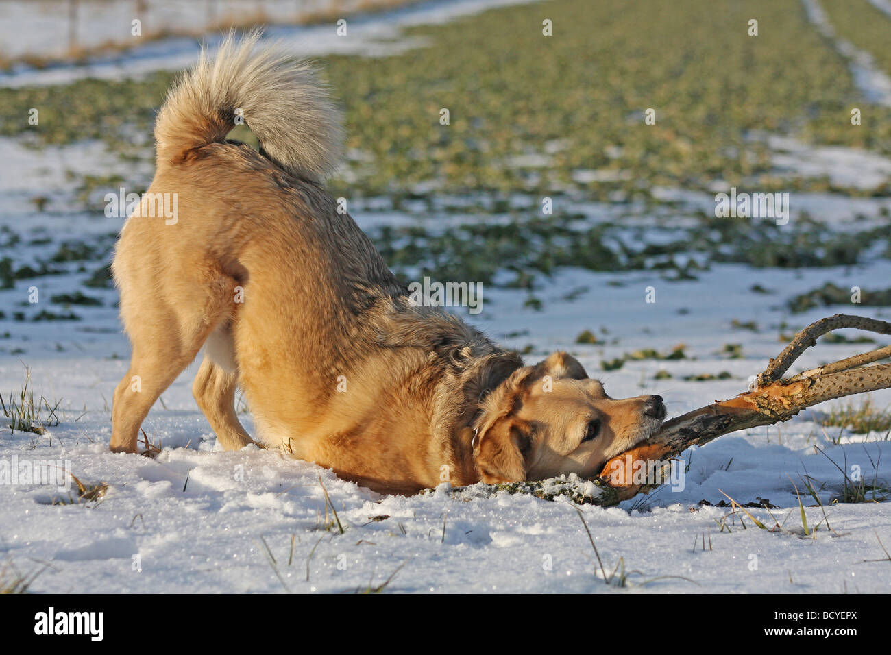 Half pole hi-res stock photography and images - Alamy